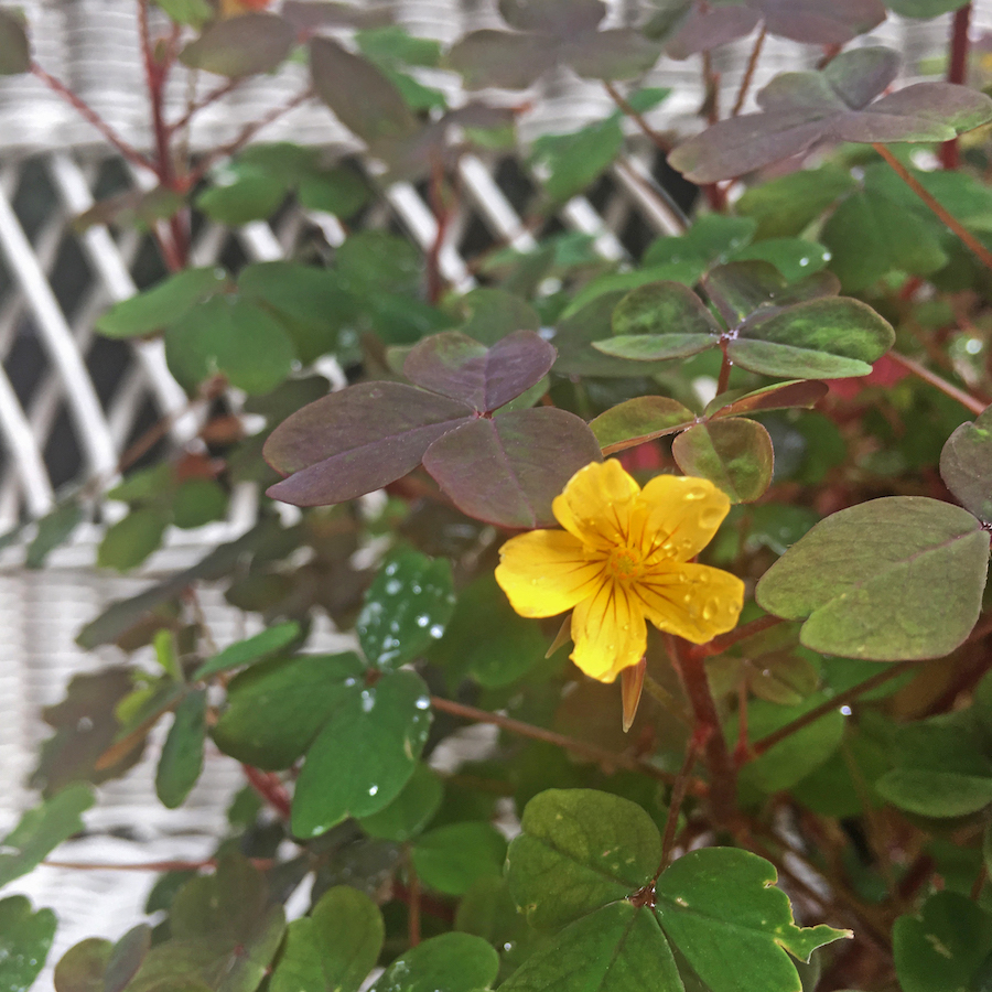 Oxalis spiralis subsp. vulcanicola ‘Zinfandel’ – Xylem Rising