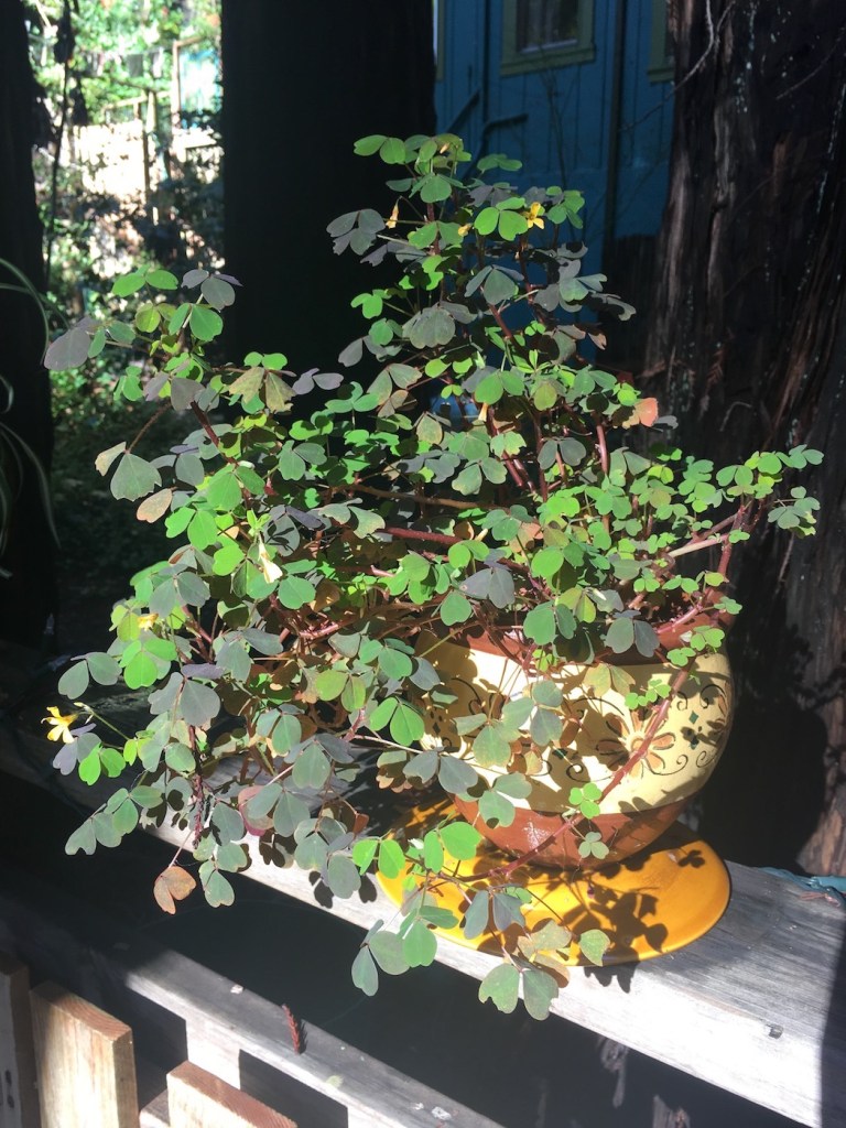 Oxalis spiralis subsp. vulcanicola ‘Zinfandel’ – Xylem Rising