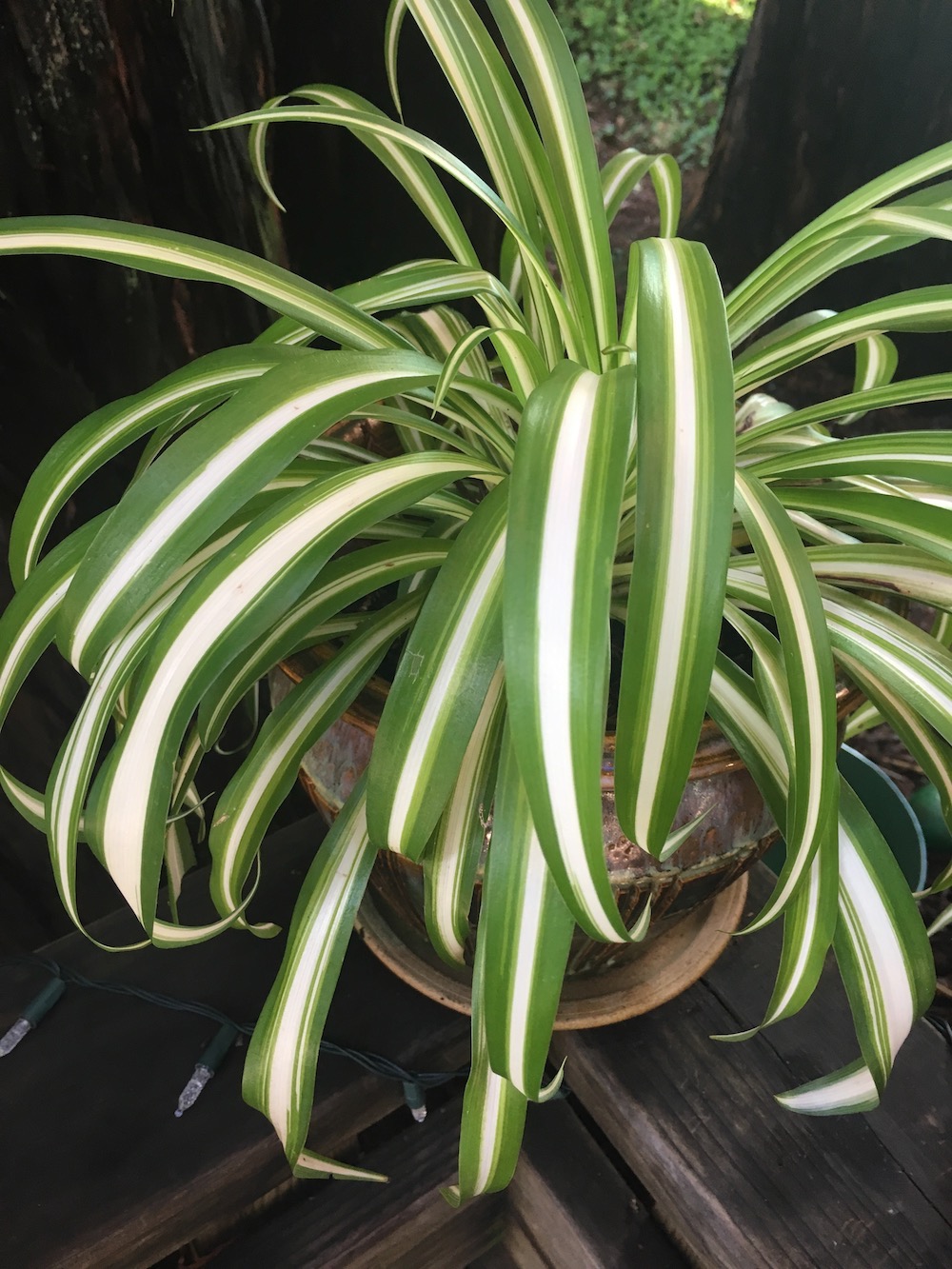 Chlorophytum comosum (Spider Plant) – Xylem Rising