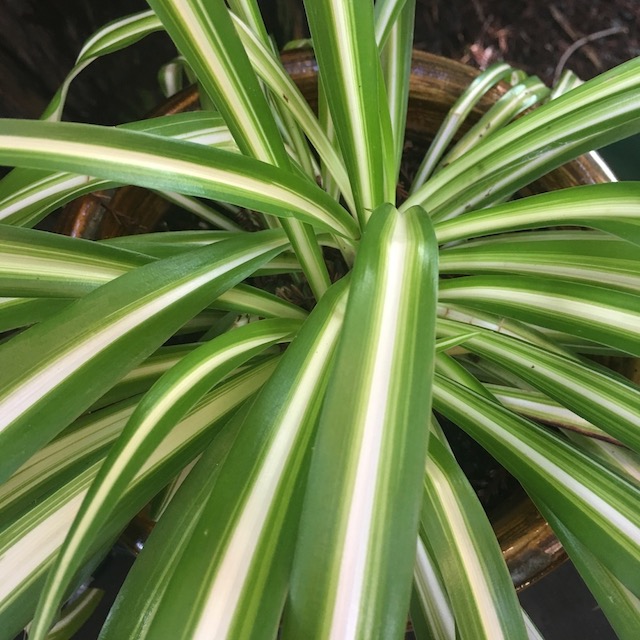 Chlorophytum comosum (Spider Plant) – Xylem Rising