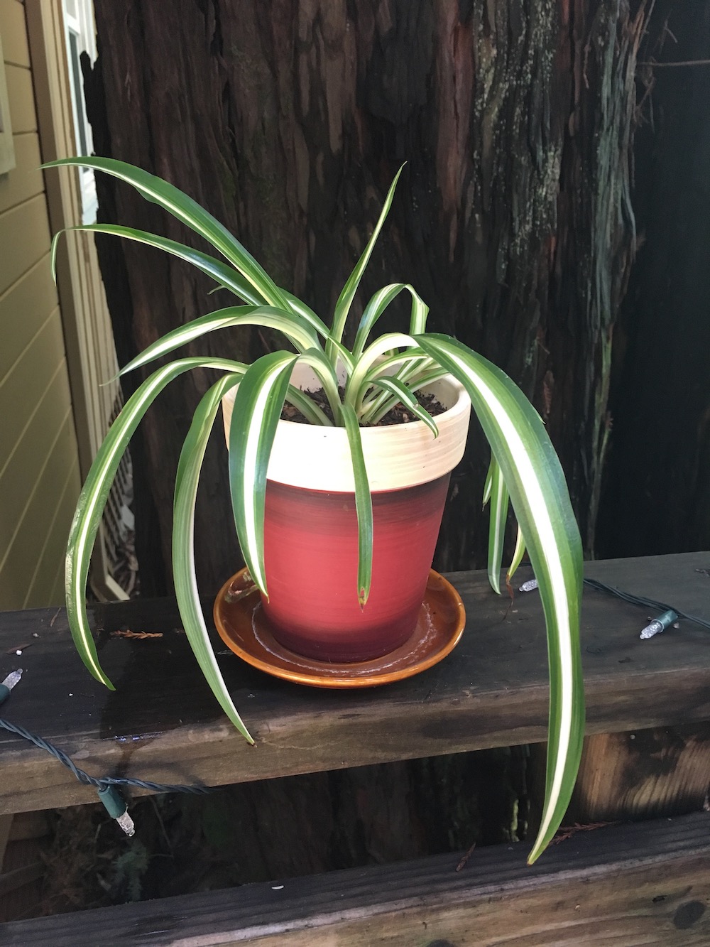 Chlorophytum comosum (Spider Plant) – Xylem Rising