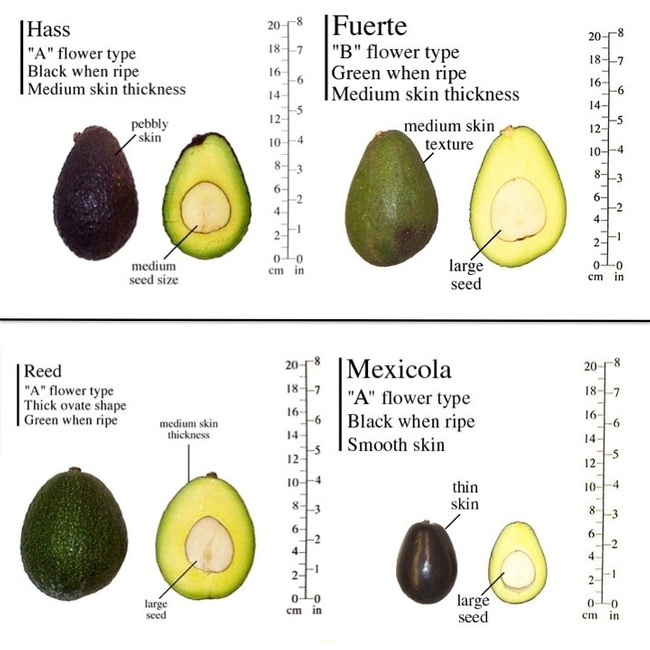 What I Learned from my Hipster Avocado Experiment – Xylem Rising